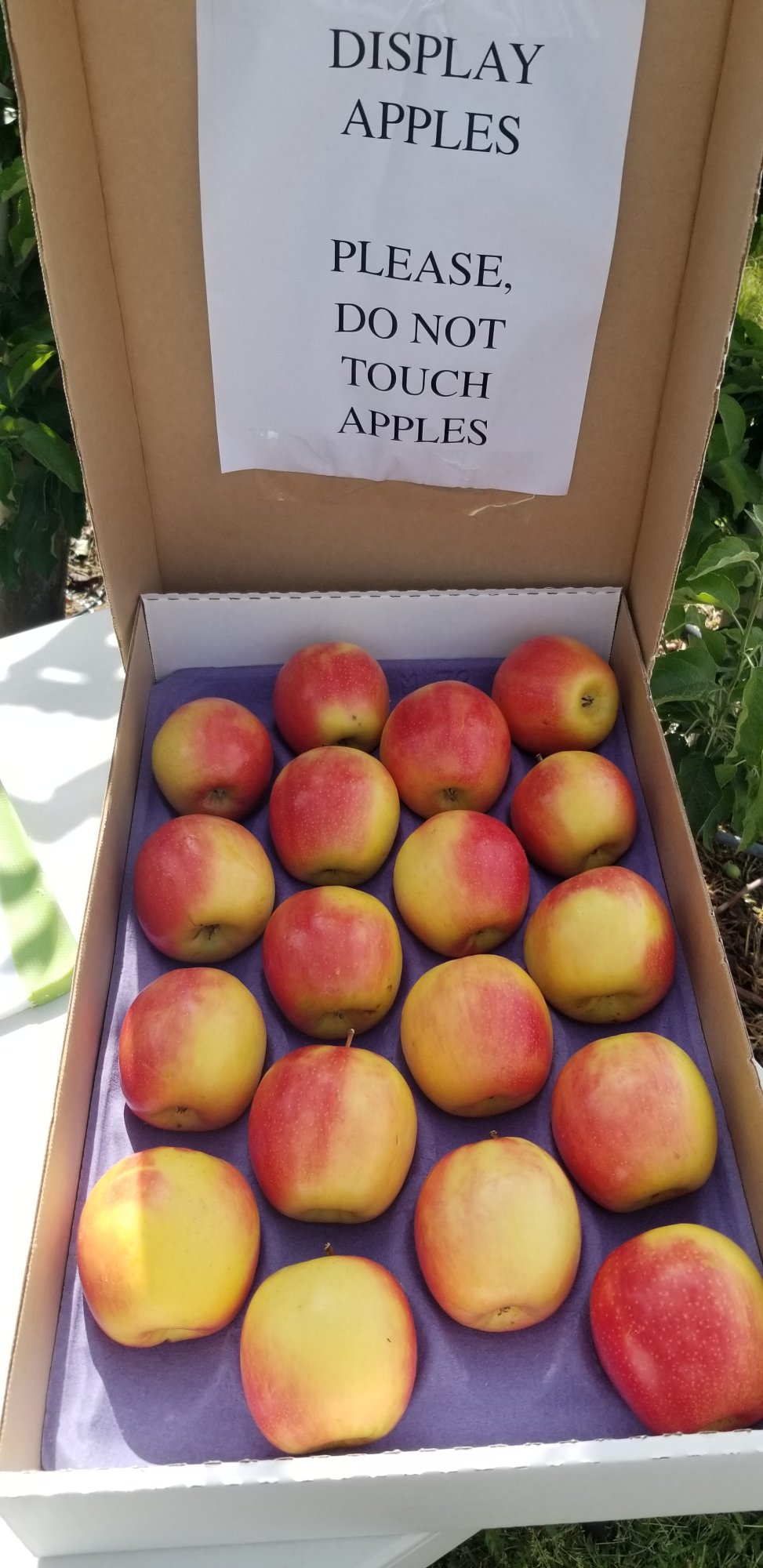 Saw an potential early release apple product today | [H]ard|Forum